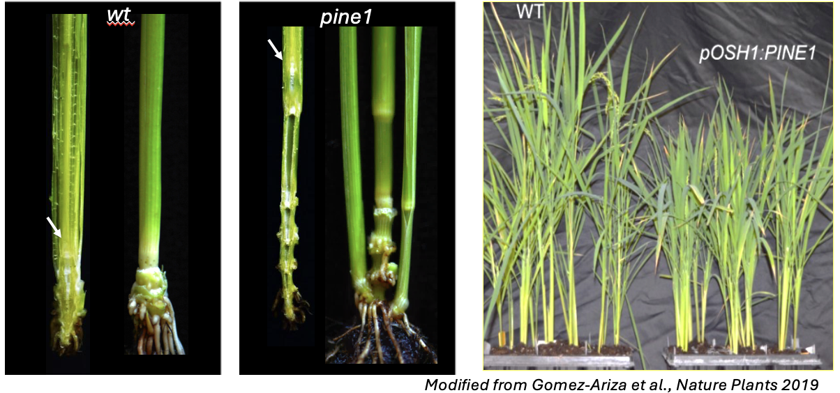 Stem elongation - RiceLab