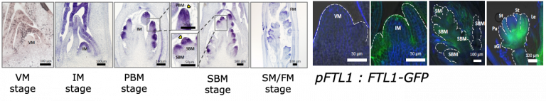 Panicle development - RiceLab