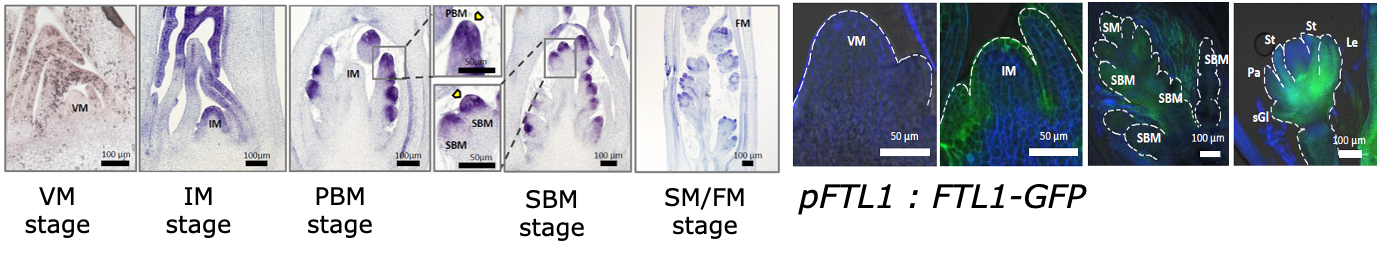 Panicle development - RiceLab